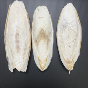 Large Natural Cuttlebone Cuttlefish Bone Bird, Reptile, Turtle Food ...