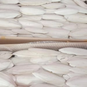 Large Natural Cuttlebone Cuttlefish Bone Bird, Reptile, Turtle Food ...