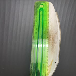 Large Natural Cuttlebone Cuttlefish Bone Bird, Reptile, Turtle Food ...