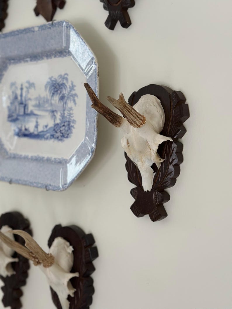 Vintage European Roe Deer Antler Mounts From the Black Forest (germany ...