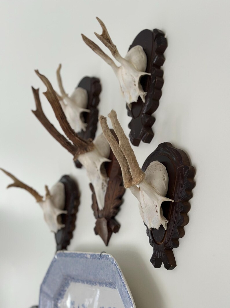 Vintage European Roe Deer Antler Mounts From the Black Forest (germany ...