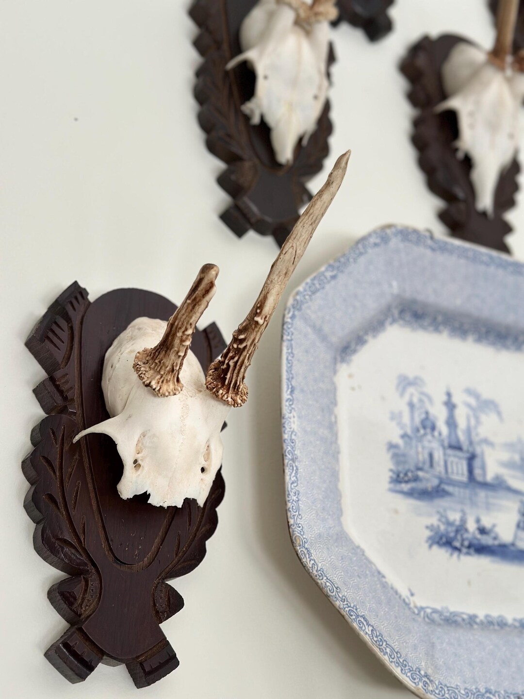 Vintage European Roe Deer Antler Mounts From the Black Forest (germany ...