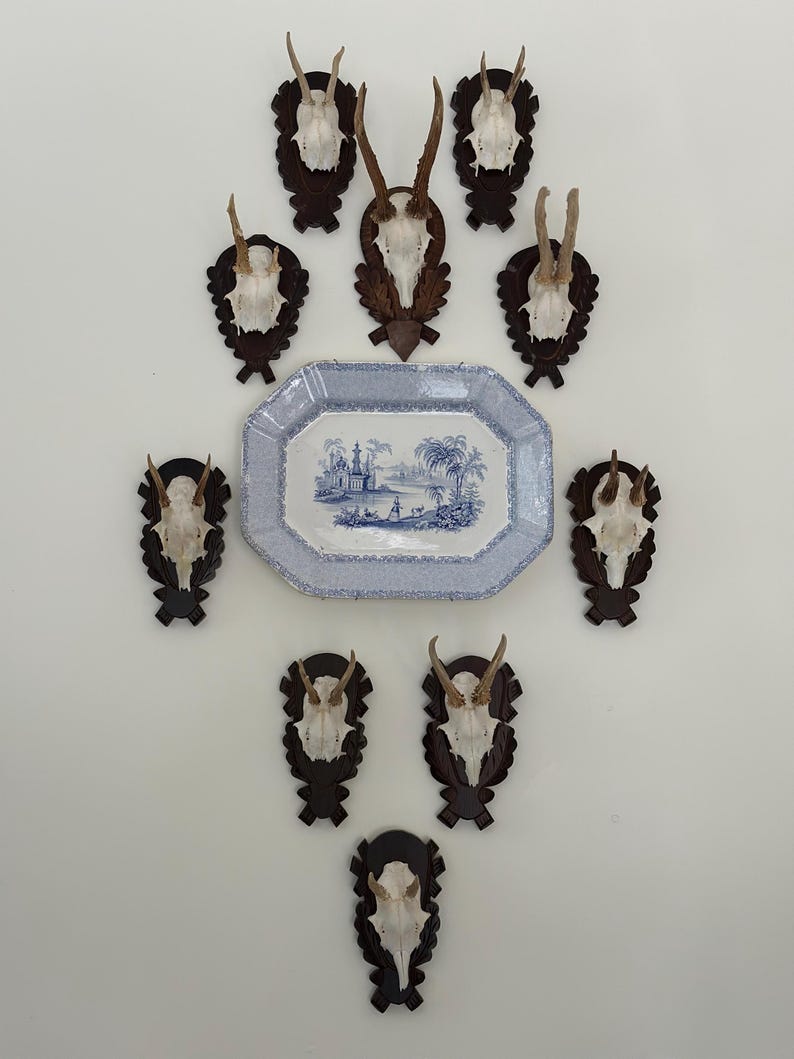 Vintage European Roe Deer Antler Mounts From the Black Forest (germany ...