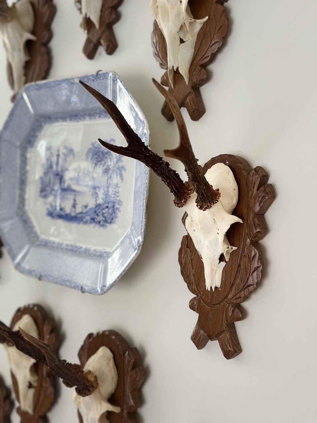 Medium Brown Antique European Roe Deer Antler Mounts (shields + Skulls ...