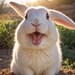 A Funny Rabbit 10 Pictures, Png - Etsy