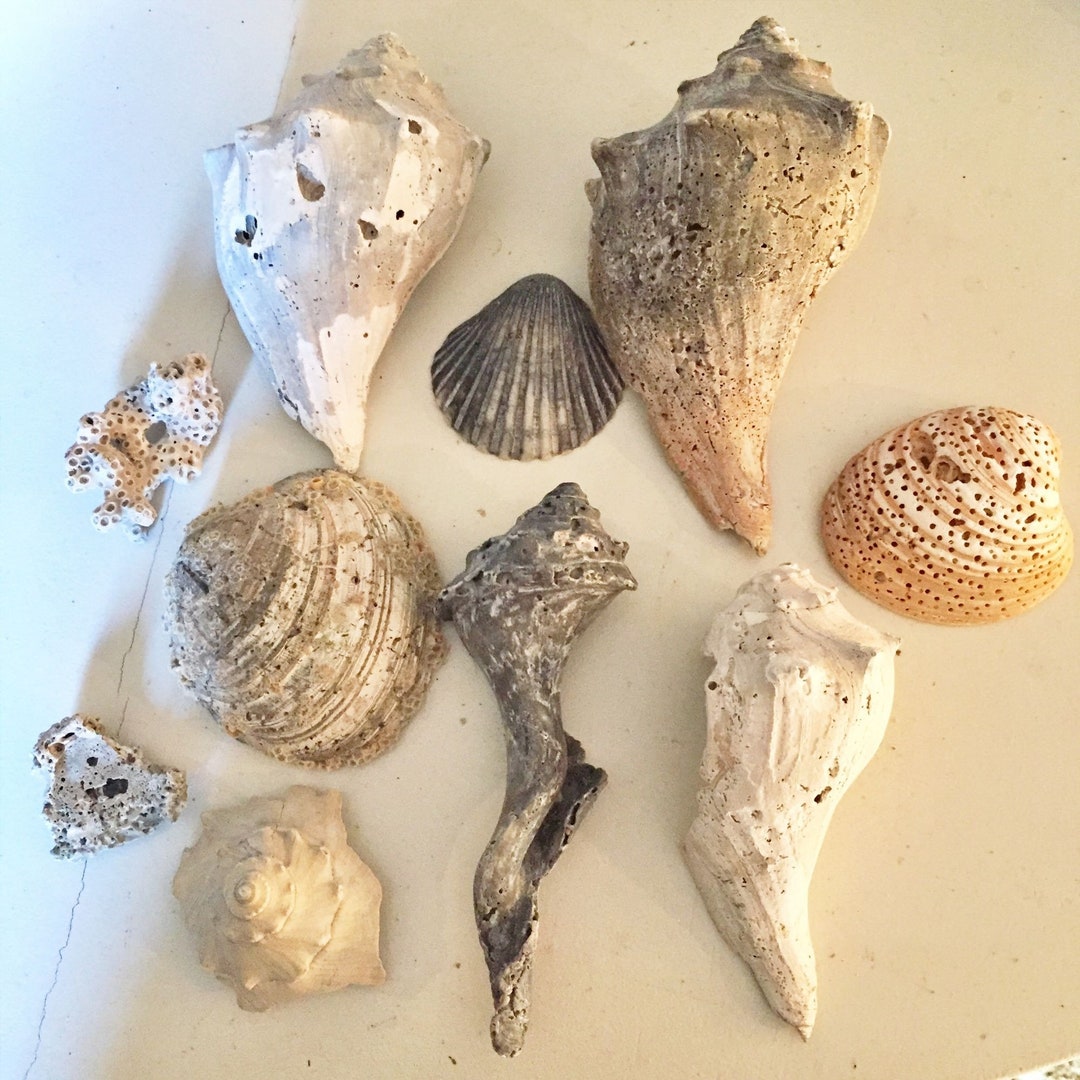 East Coast Large Shells Collection Batch 1 Assorted Textures Holey ...
