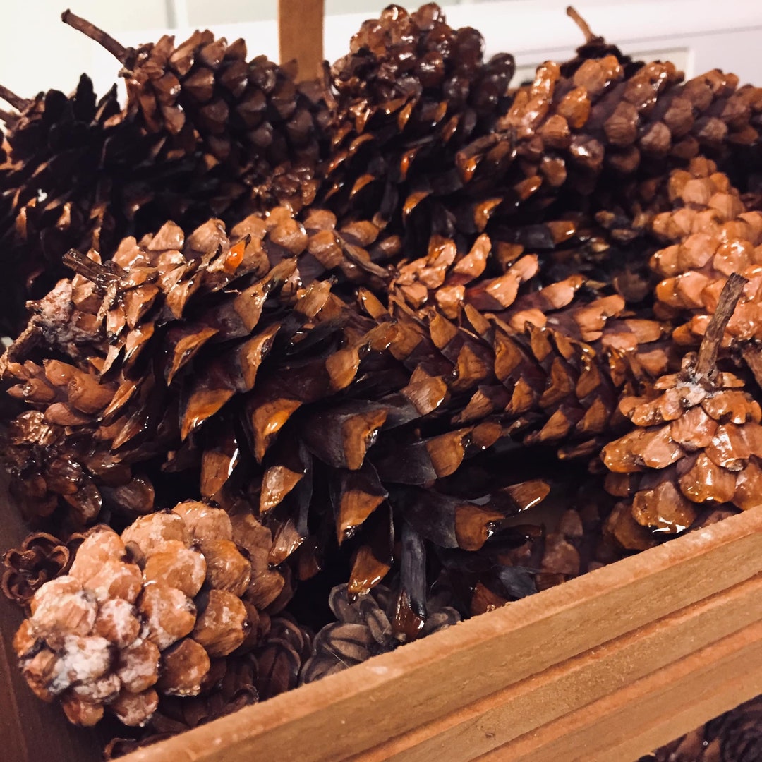 12 Pine Cones 4-6 Inches Long Eastern White Pine Assorted Kids Crafts ...