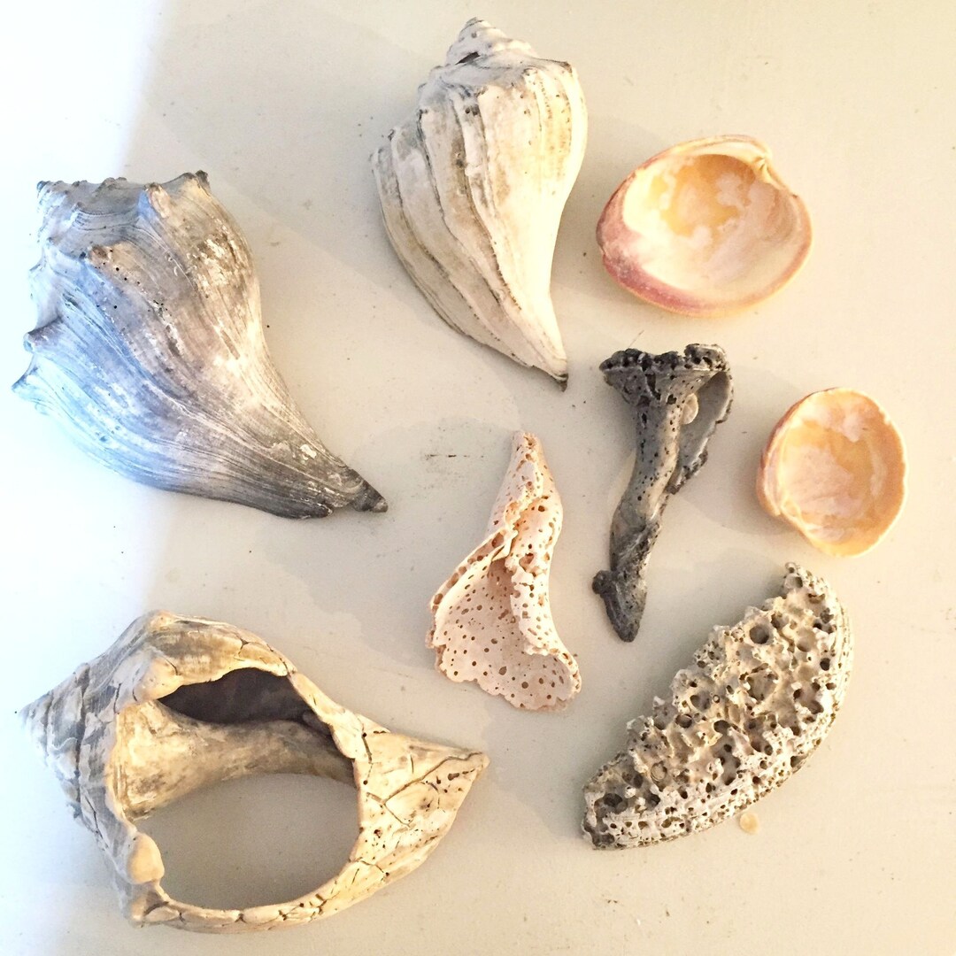 East Coast Large Shells Collection Batch 2 Assorted Textures Holey - Etsy