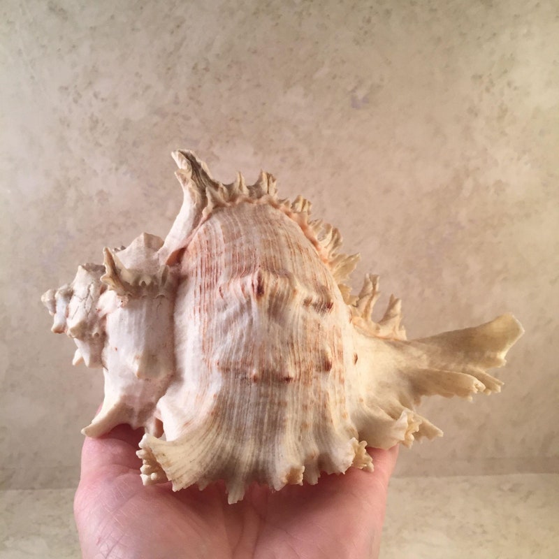 Murex Shell - Etsy