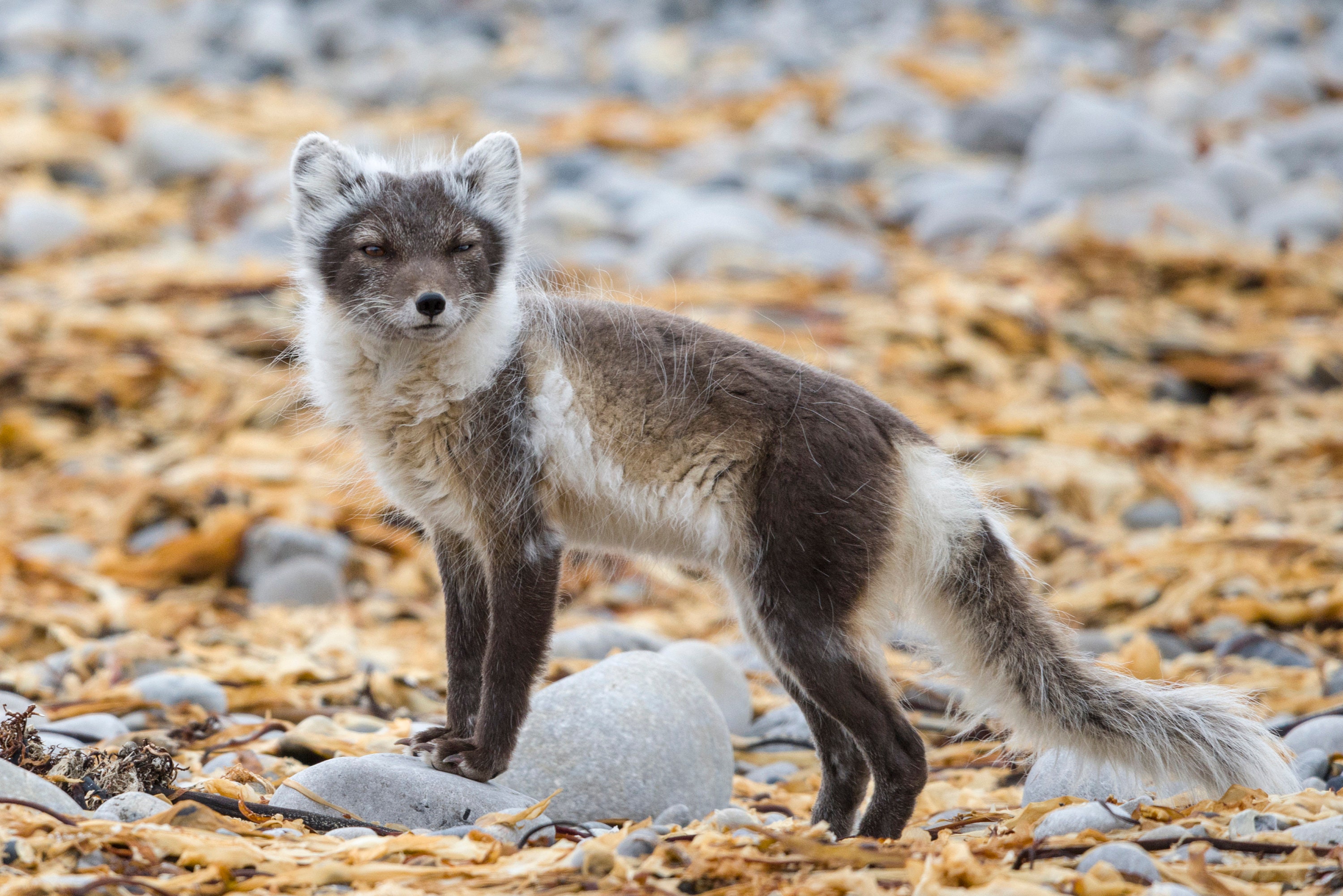Arctic Fox. Arctic Wildlife. Canvas Print of Arctic Fox. - Etsy