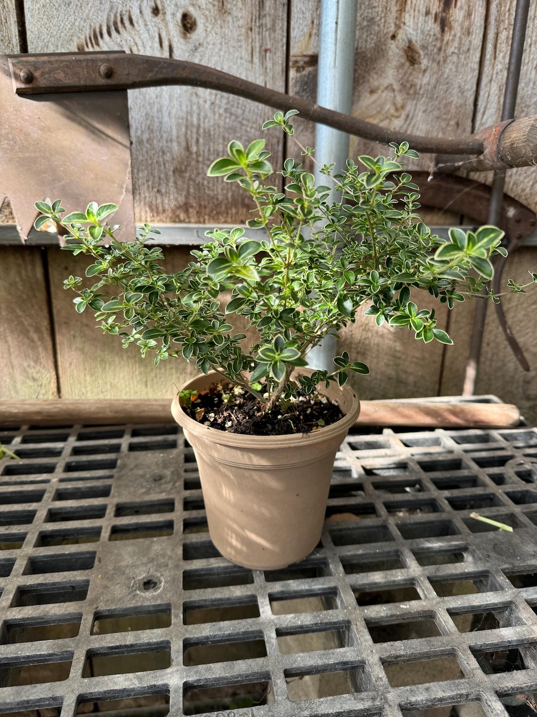 Serissa Bonsai Tree of a Thousand Stars 6inch Pot, White Flowers - Etsy