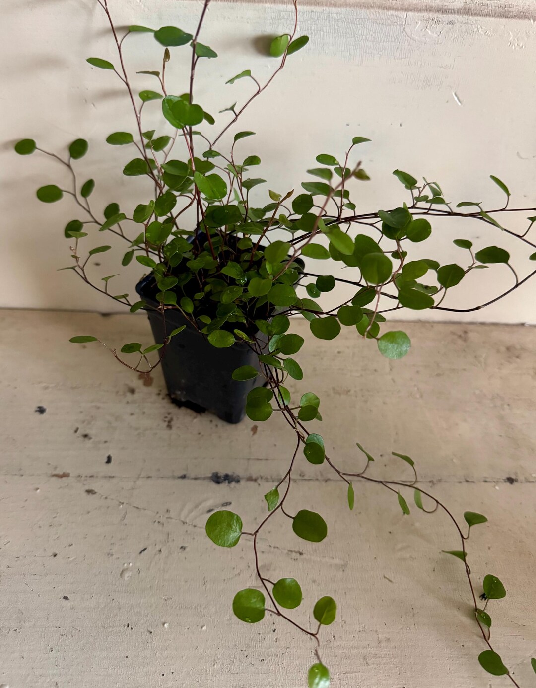 Angel Vine “wire Vine” Plant - Etsy