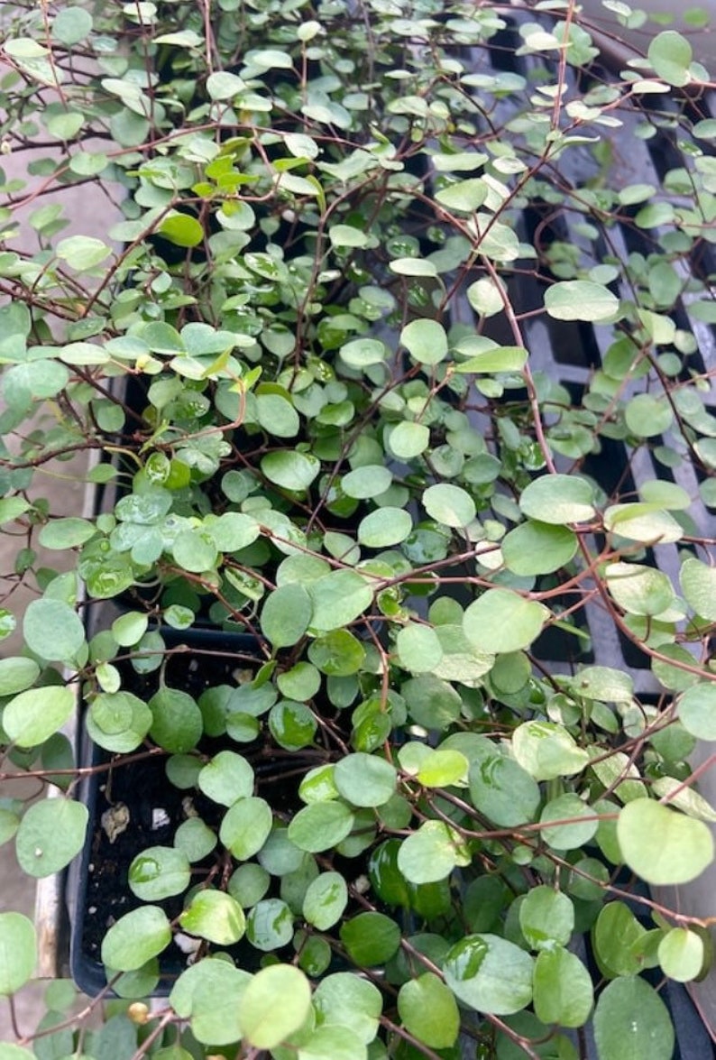 Pack of 2 Angel Vines - Etsy