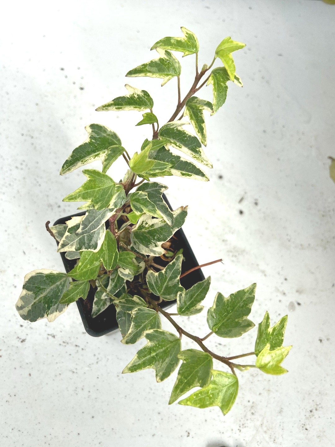 Glacier Ivy, Hedera Helix, Varigated, Live Indoor Trailing Plant - Etsy