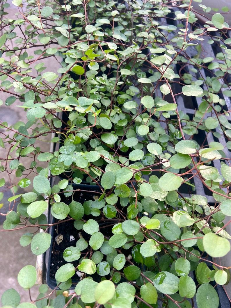 Angel Vine wire Vine Plant - Etsy