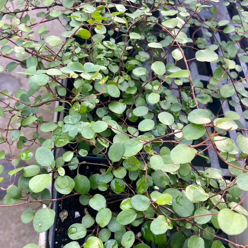 Angel Vine Plant - Etsy