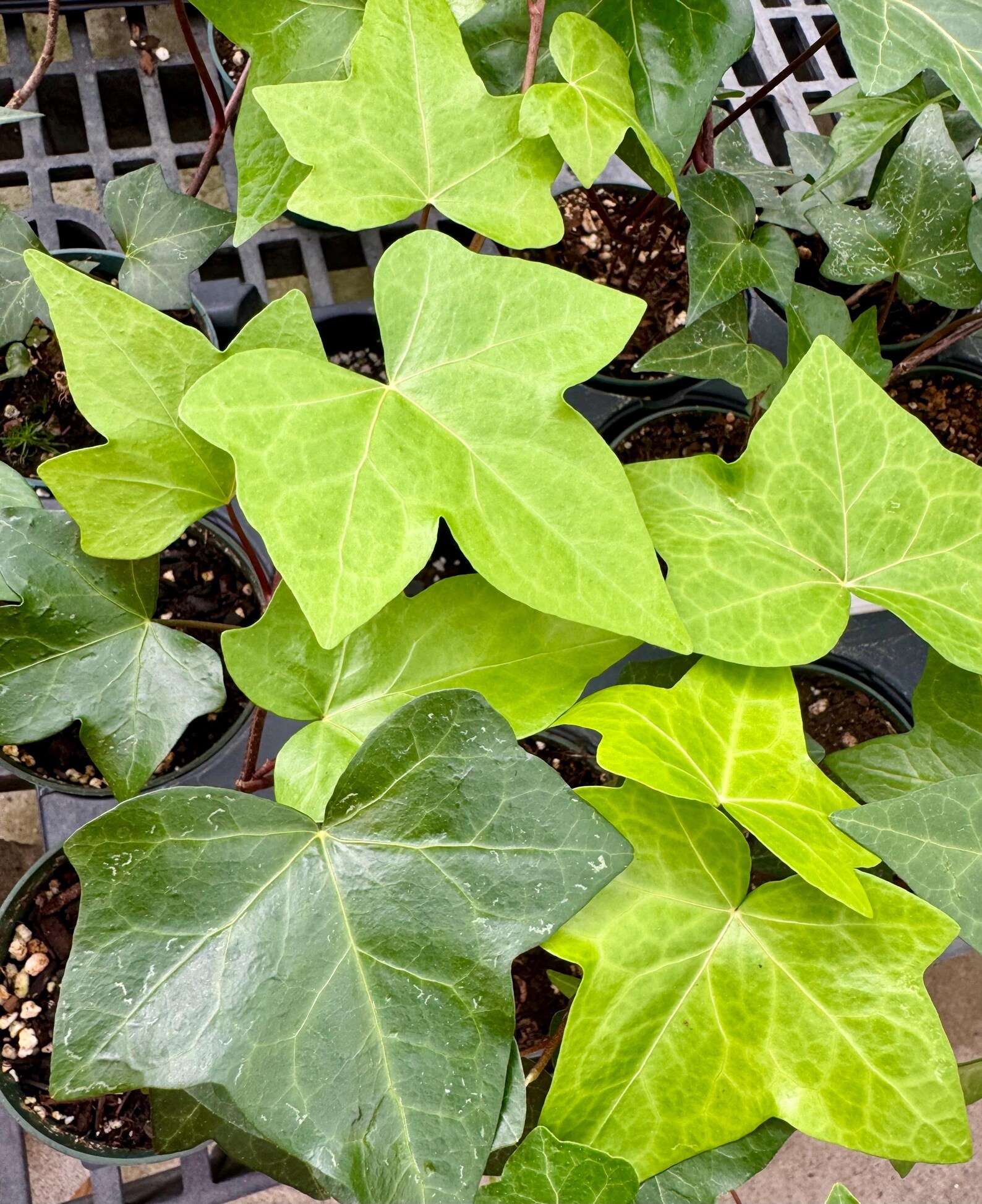 Algerian Ivy, Hedera Algeriensis, Live Indoor Trailing Plant - Etsy