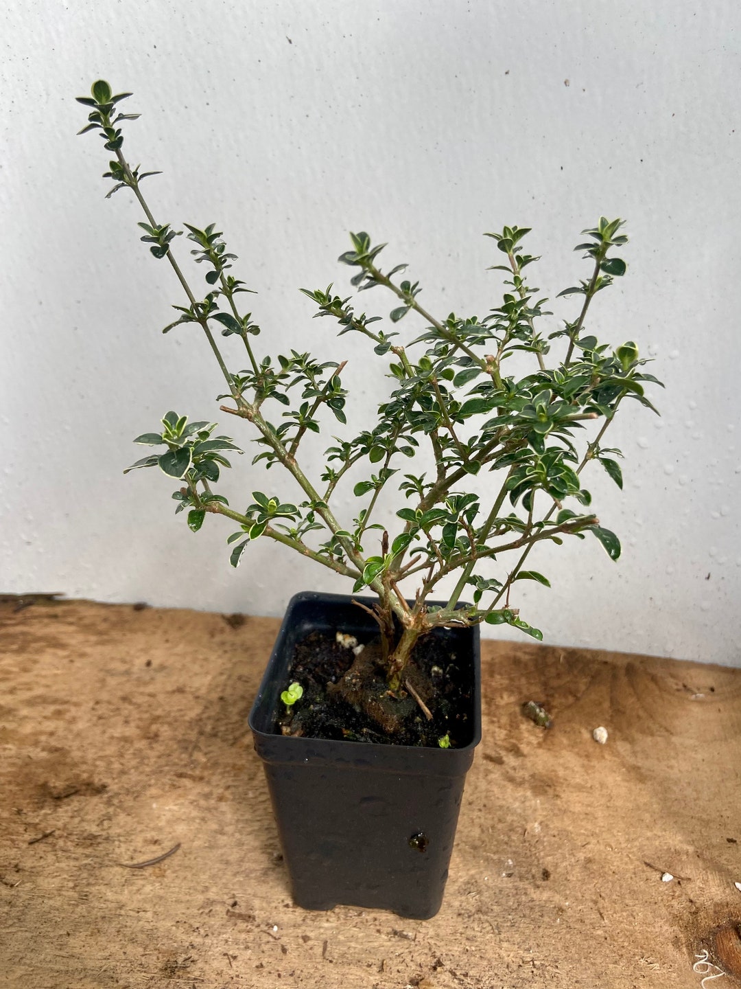 Serissa Japonica, Bonsai, Tree of a Thousand Stars - Etsy