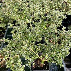 Serissa Japonica, Bonsai, Tree of a Thousand Stars - Etsy