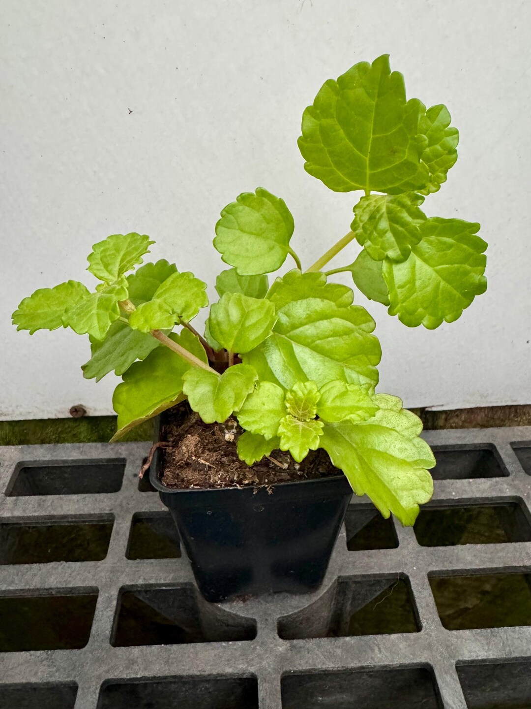 Swedish Ivy, Swedish Begonia, Fully Rooted in 3 Inch Pots - Etsy