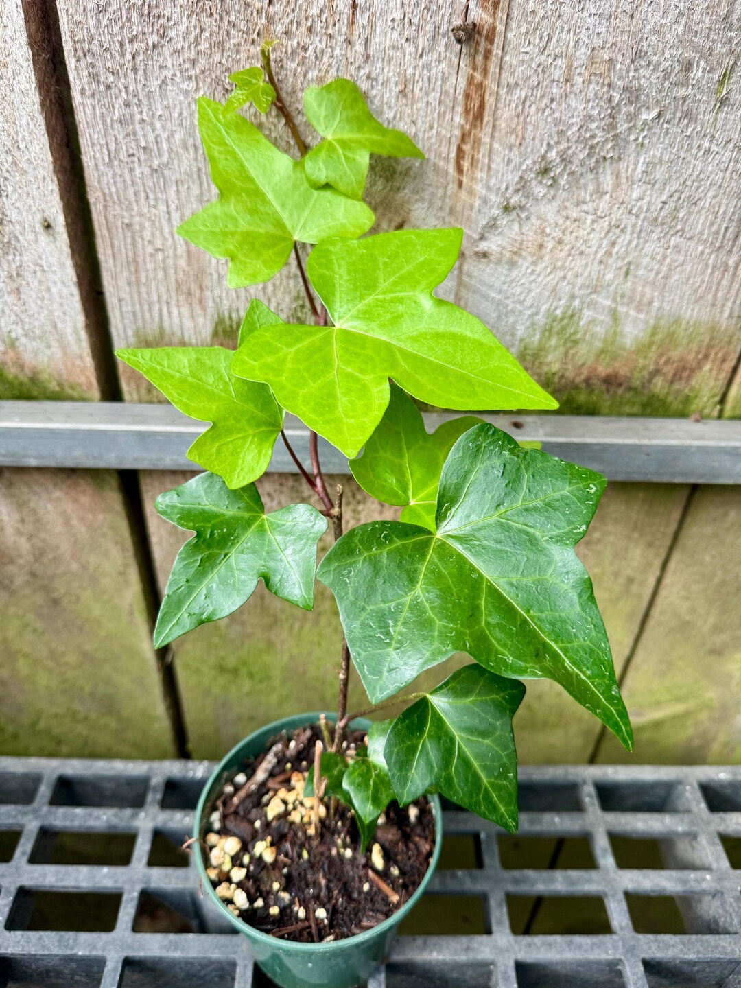 Algerian Ivy, Hedera Algeriensis, Live Indoor Trailing Plant - Etsy