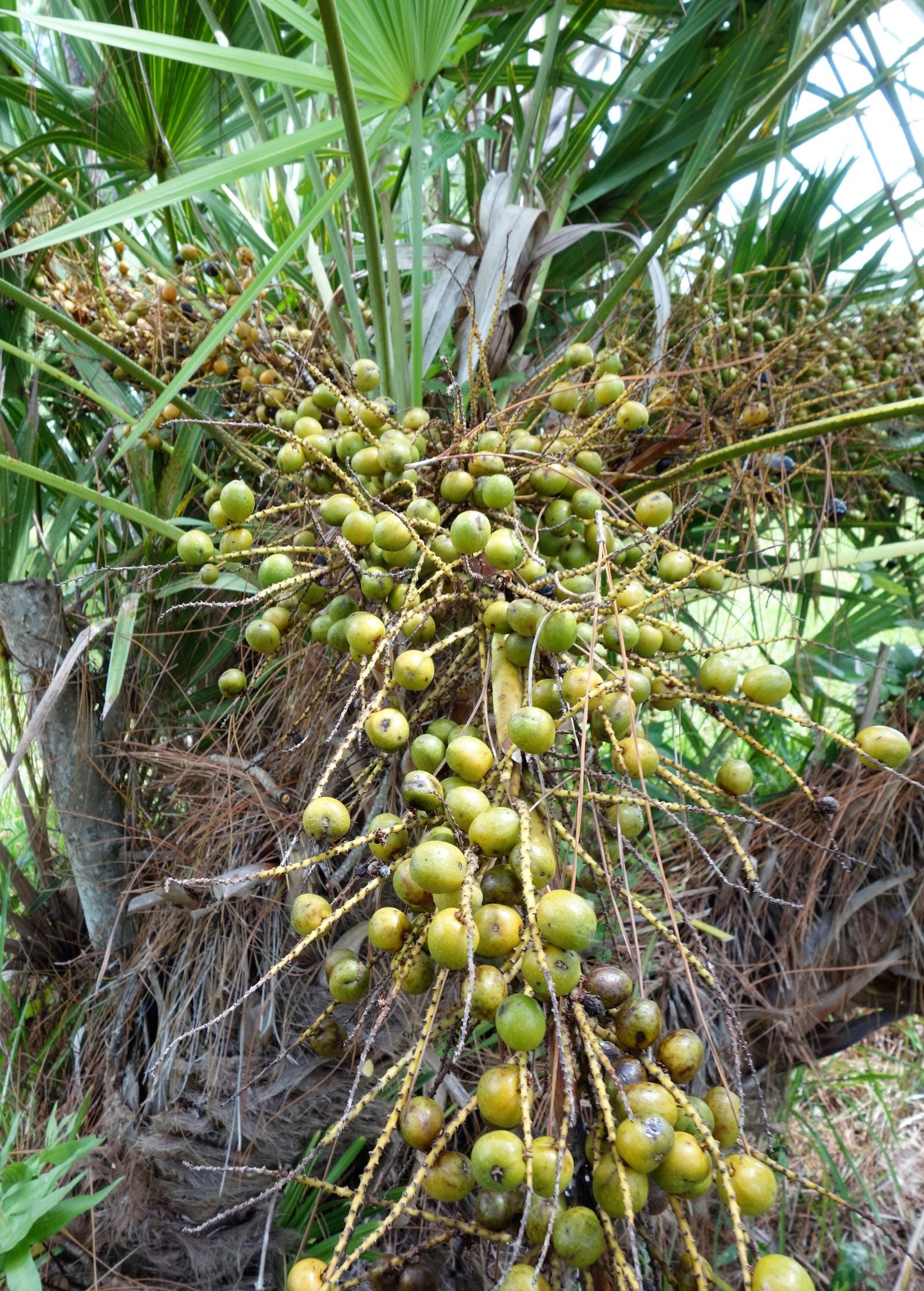 Saw Palmetto (serenoa Repens) - Etsy