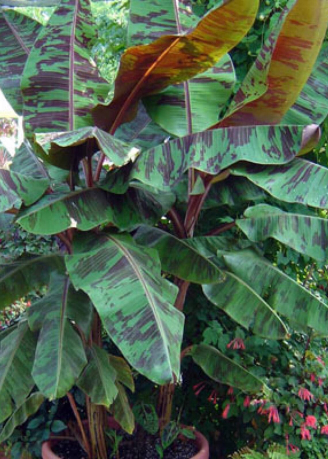Blood Banana (musa Acuminata Var. Zebrina) - Etsy