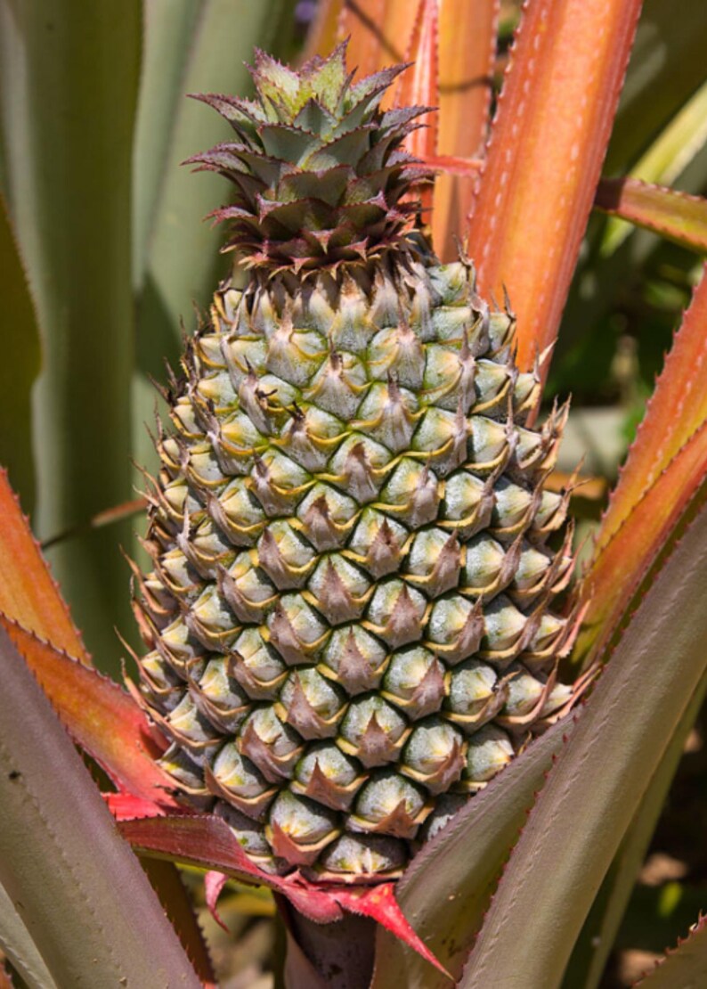 Pineapple 'florida Special' (ananas Comosus) - Etsy