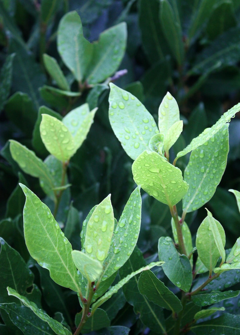 Bay Leaf, Bay Laurel (laurus Nobilis) - Etsy