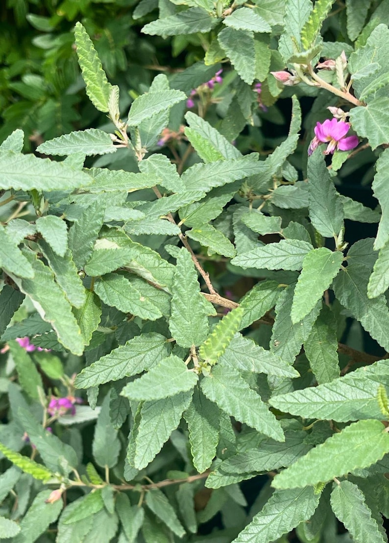 Florida Native Tea Bush (melochia Tomentosa) - Etsy