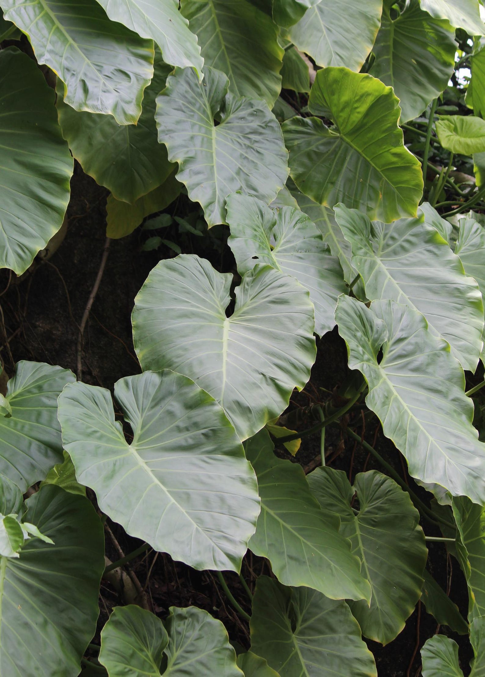 Malanga (xanthosoma Sagittifolium) - Etsy