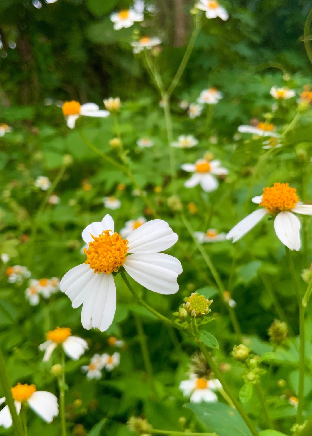 Spanish Needle (bidens Alba) - Etsy