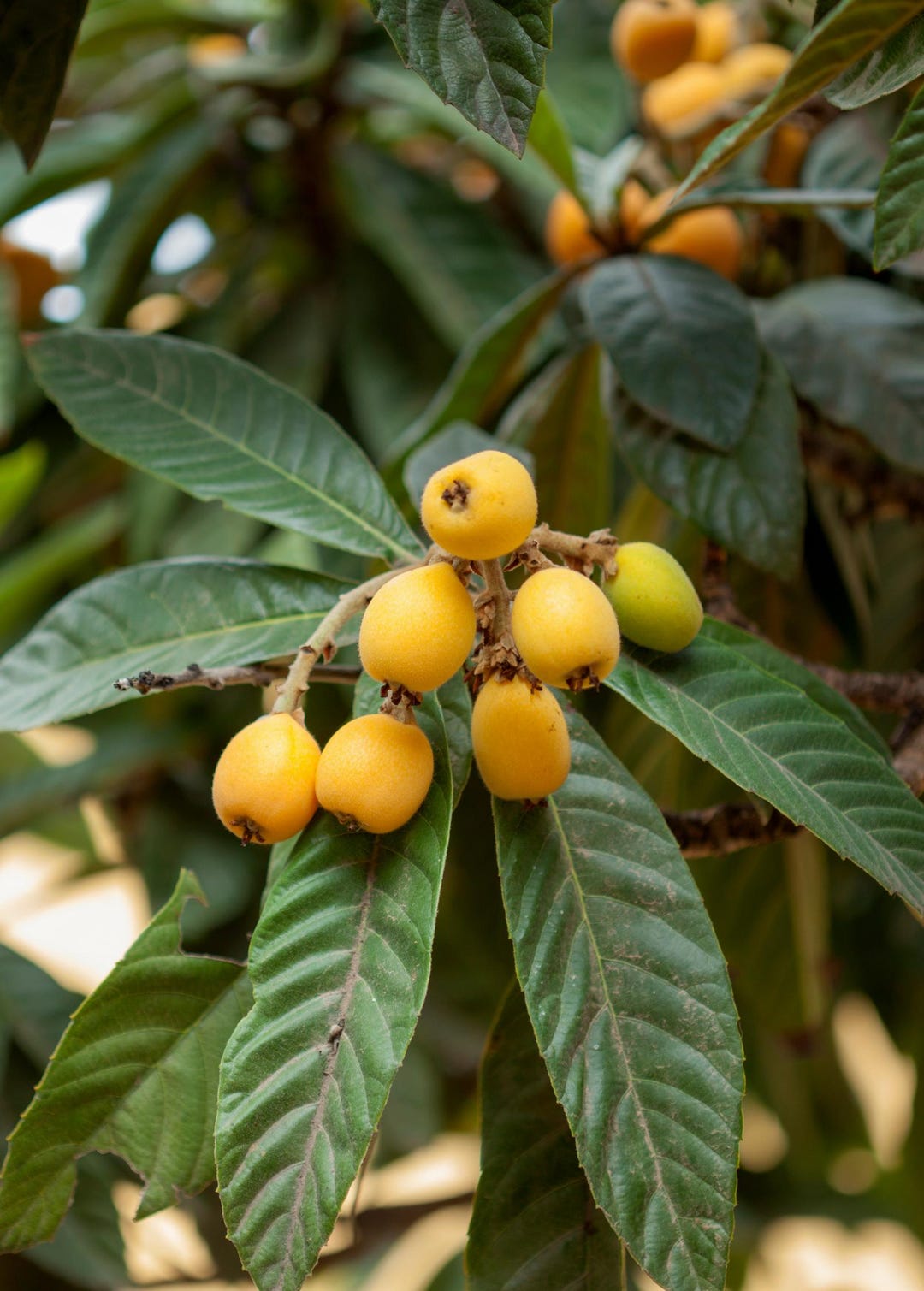Loquat 'champagne' (eriobotrya Japonica) - Etsy
