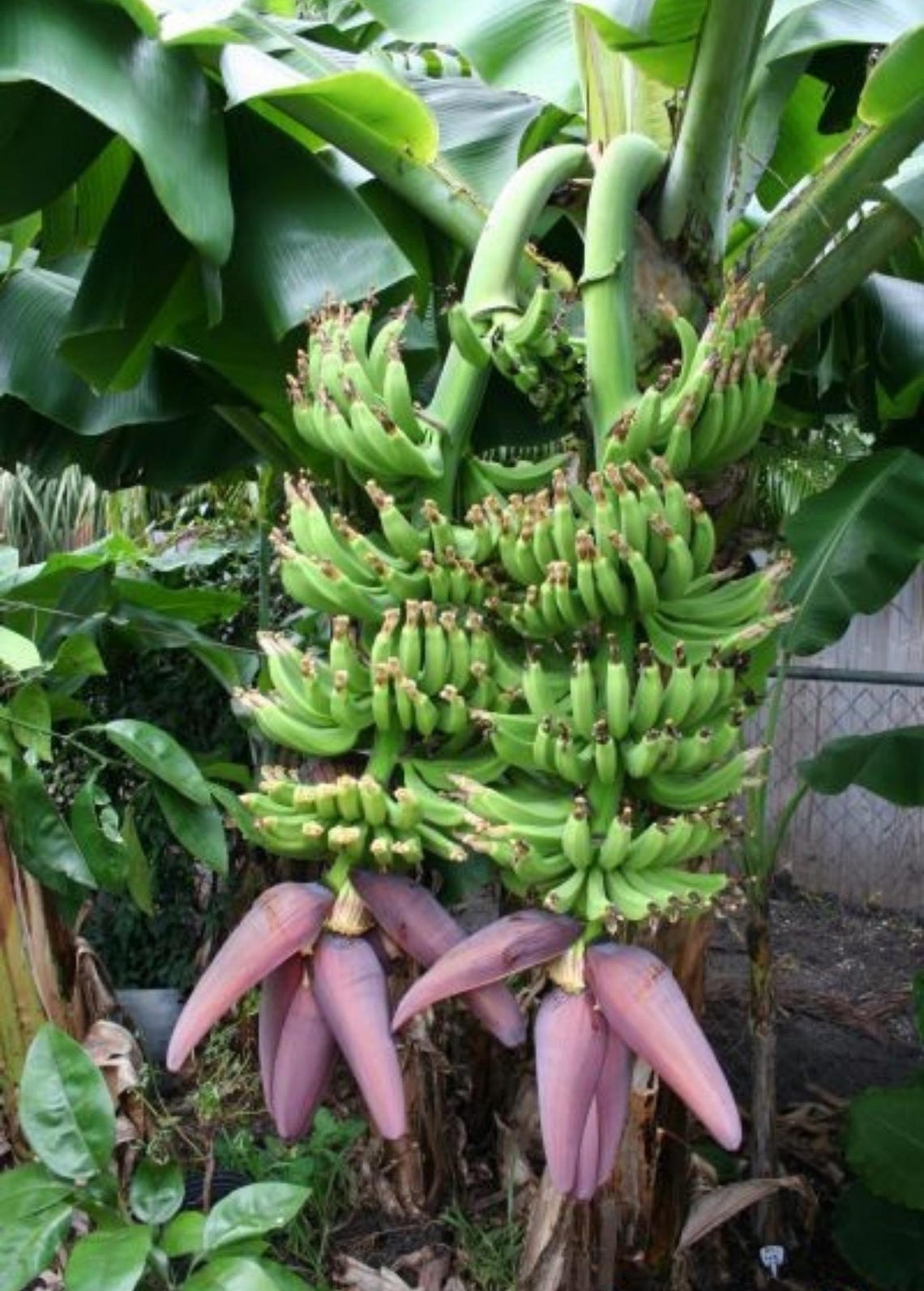 Banana Dwarf 'double Mahoi' (musa Acuminata) - Etsy
