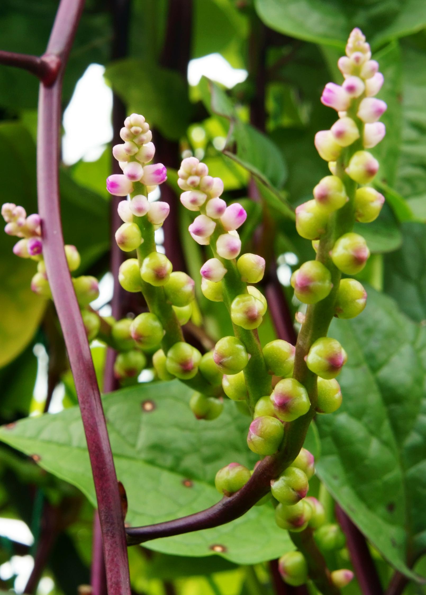 Malabar Spinach (basella Alba) - Etsy