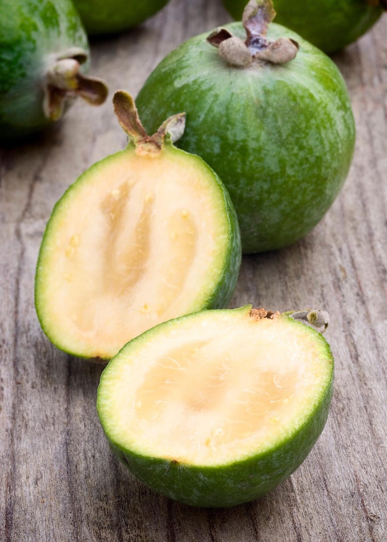 Pineapple Guava (feijoa Sellowiana) - Etsy