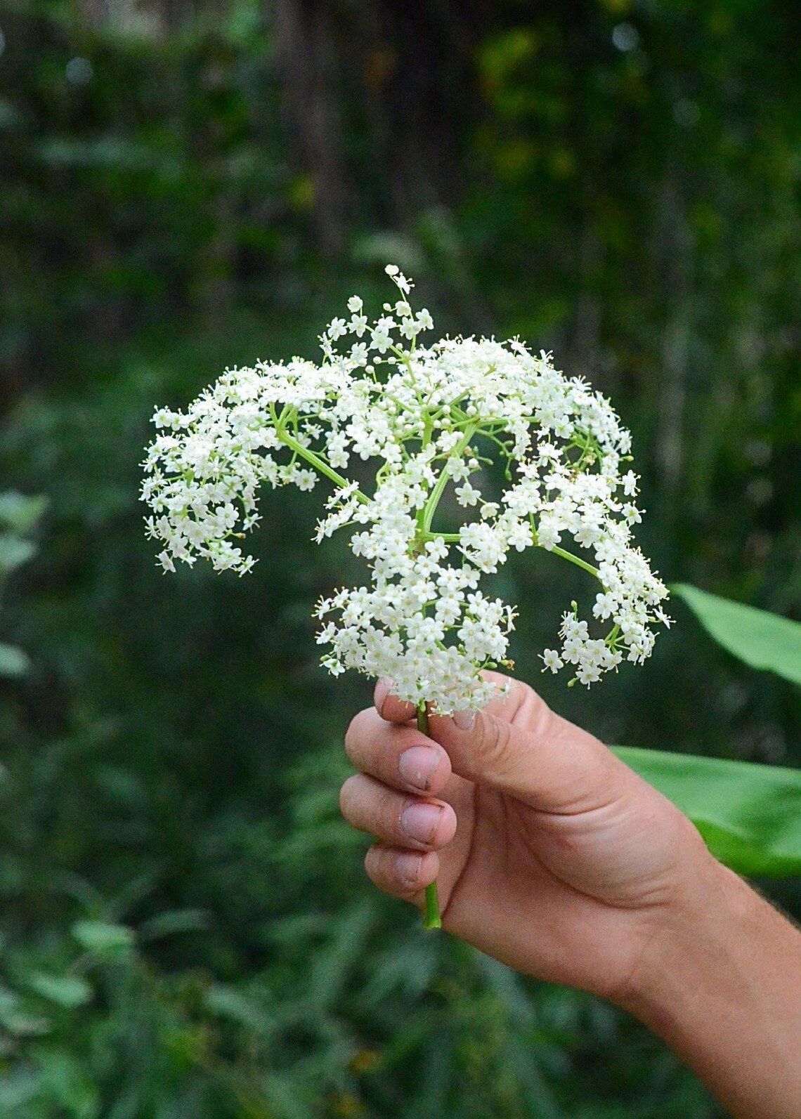 Elderberry, Florida Native (sambucus Canadensis) - Etsy