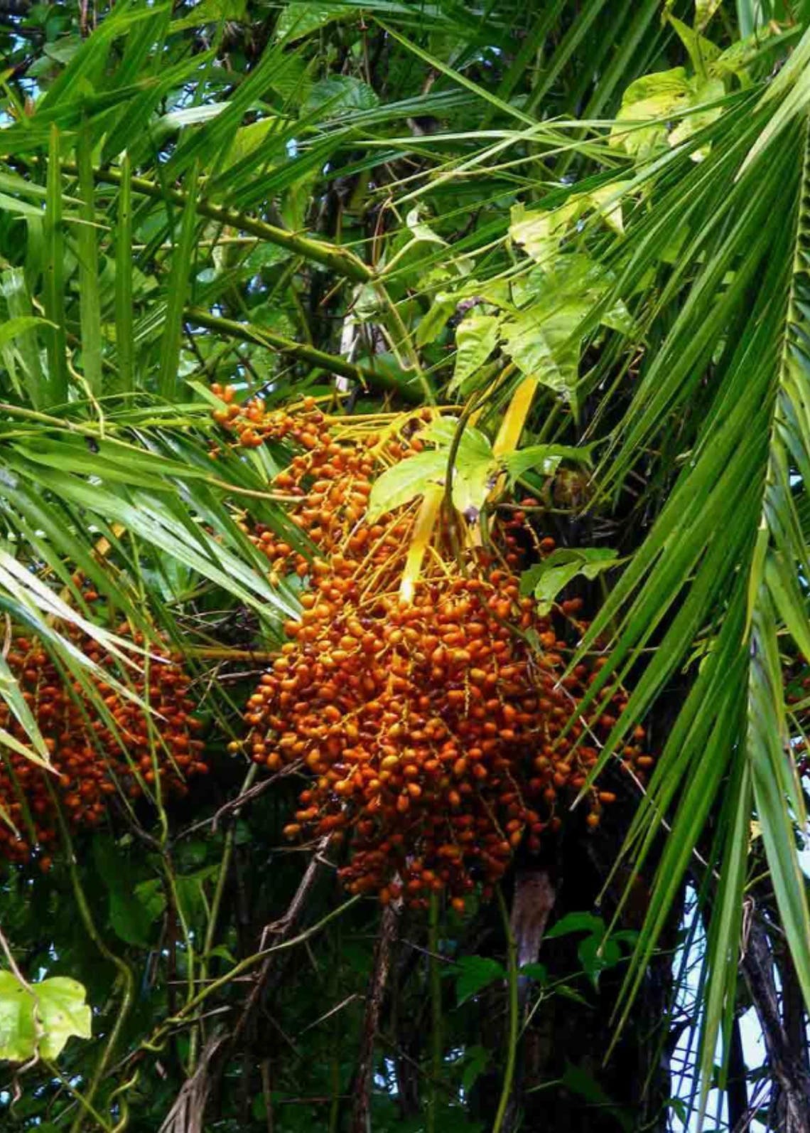 Senegal Date (phoenix Reclinata) - Etsy