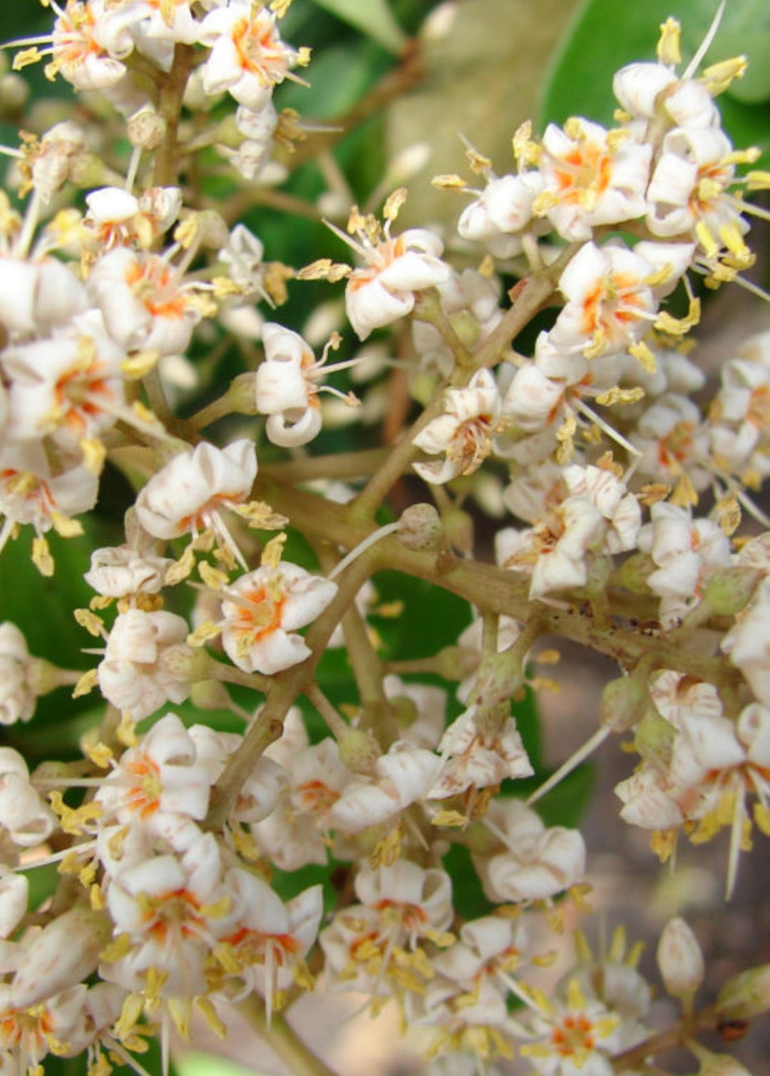 Marlberry (ardisia Squamulosa) - Etsy