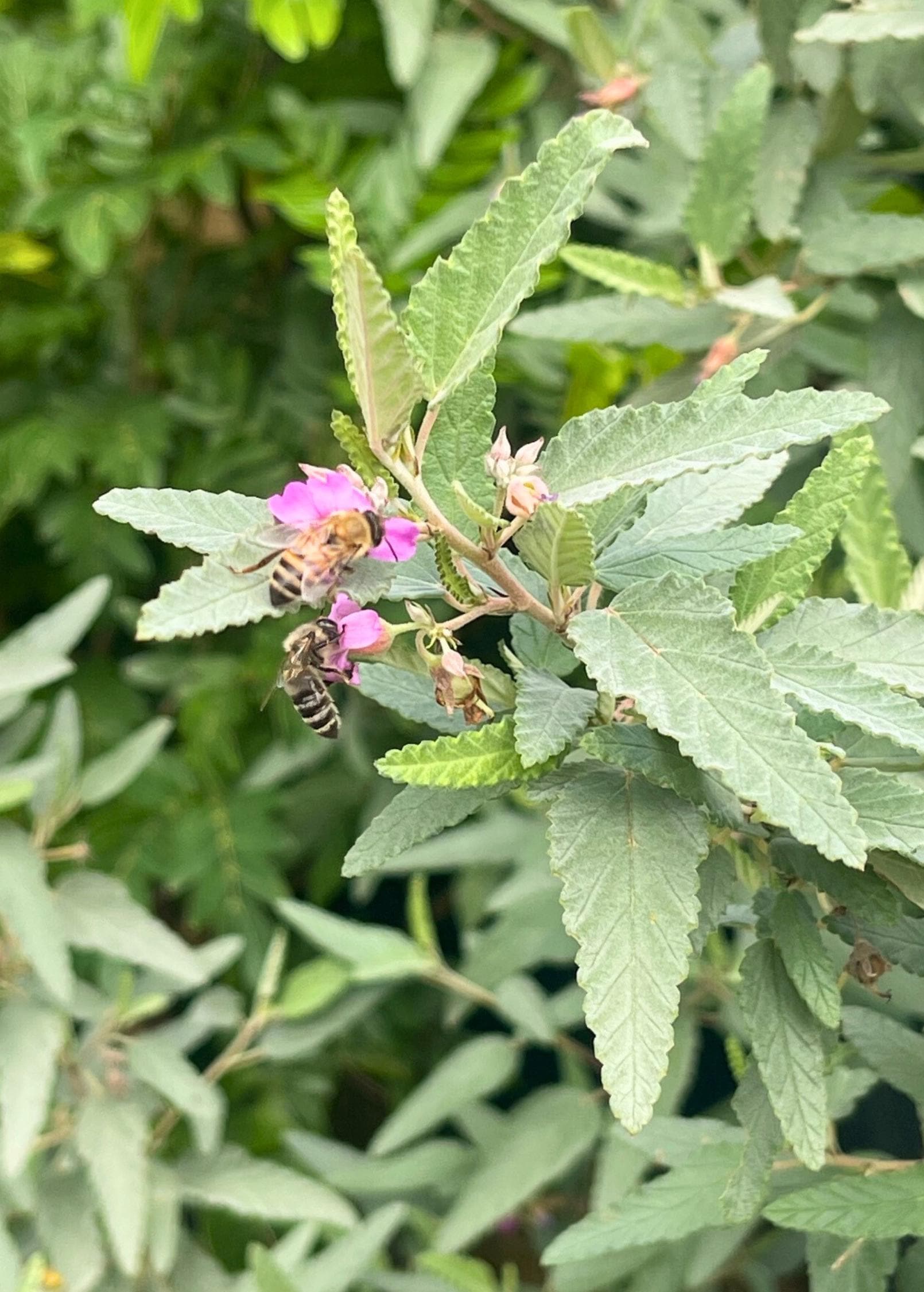 Florida Native Tea Bush (melochia Tomentosa) - Etsy