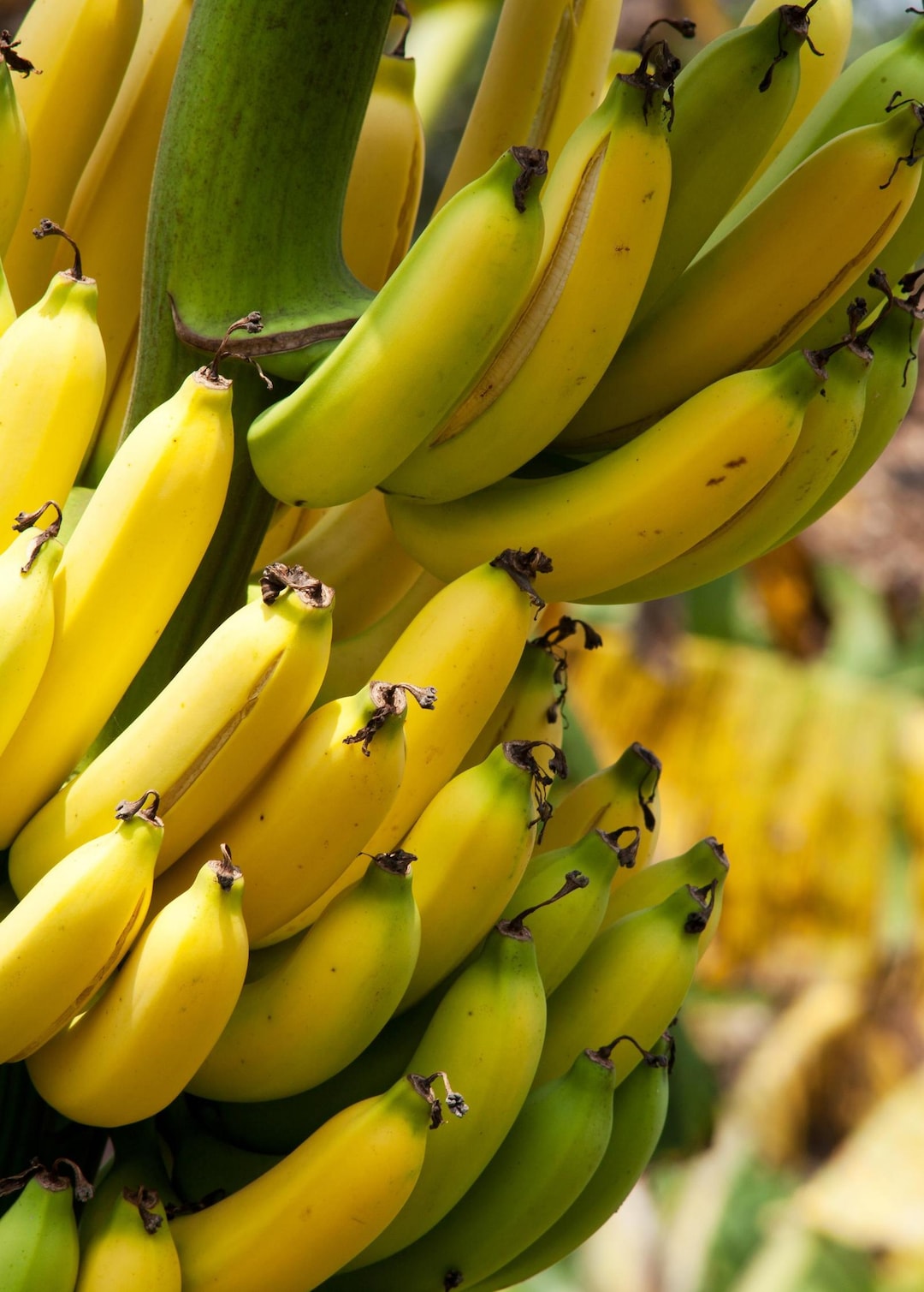Banana 'gran Nain' (musa Acuminata) - Etsy