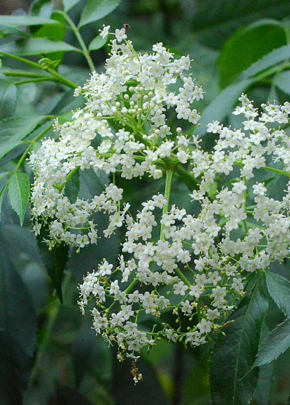 Elderberry, Florida Native (sambucus Canadensis) - Etsy