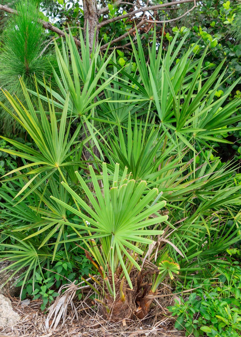 Saw Palmetto (serenoa Repens) - Etsy