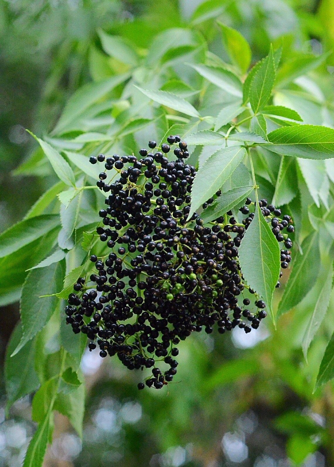 Elderberry, Florida Native (sambucus Canadensis) - Etsy