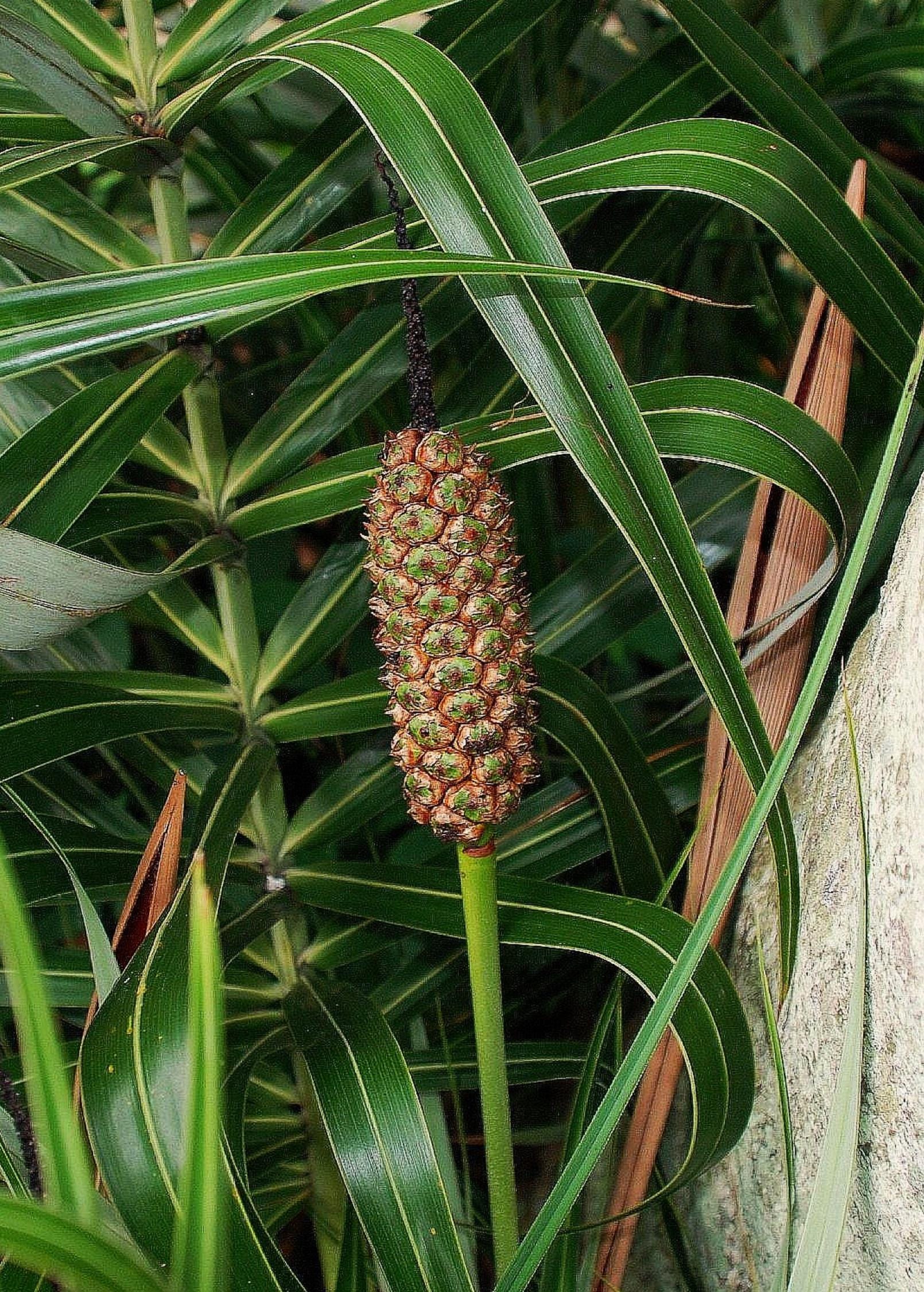 Seashore Palm (allagoptera Arenaria) - Etsy