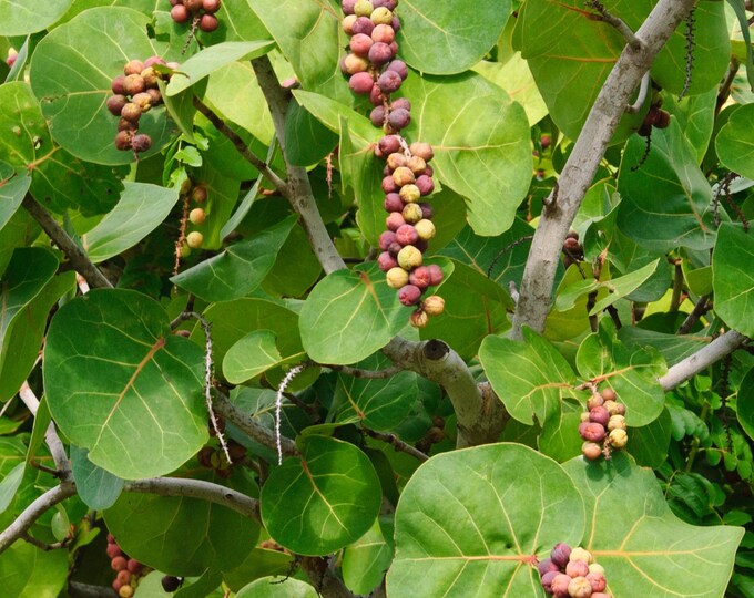 Sea Grape (coccoloba Uvifera) - Etsy
