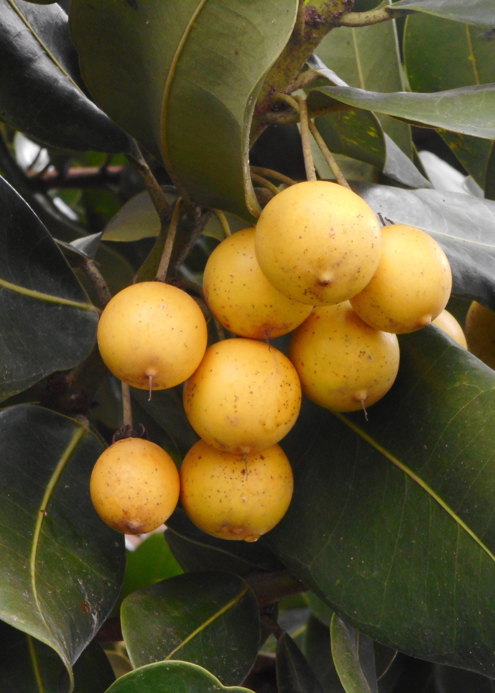 Monkey Apple, Ausubo (mimusops Balata) - Etsy