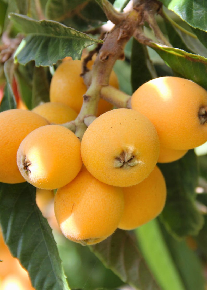 Loquat 'big Jim' Seedling - Etsy