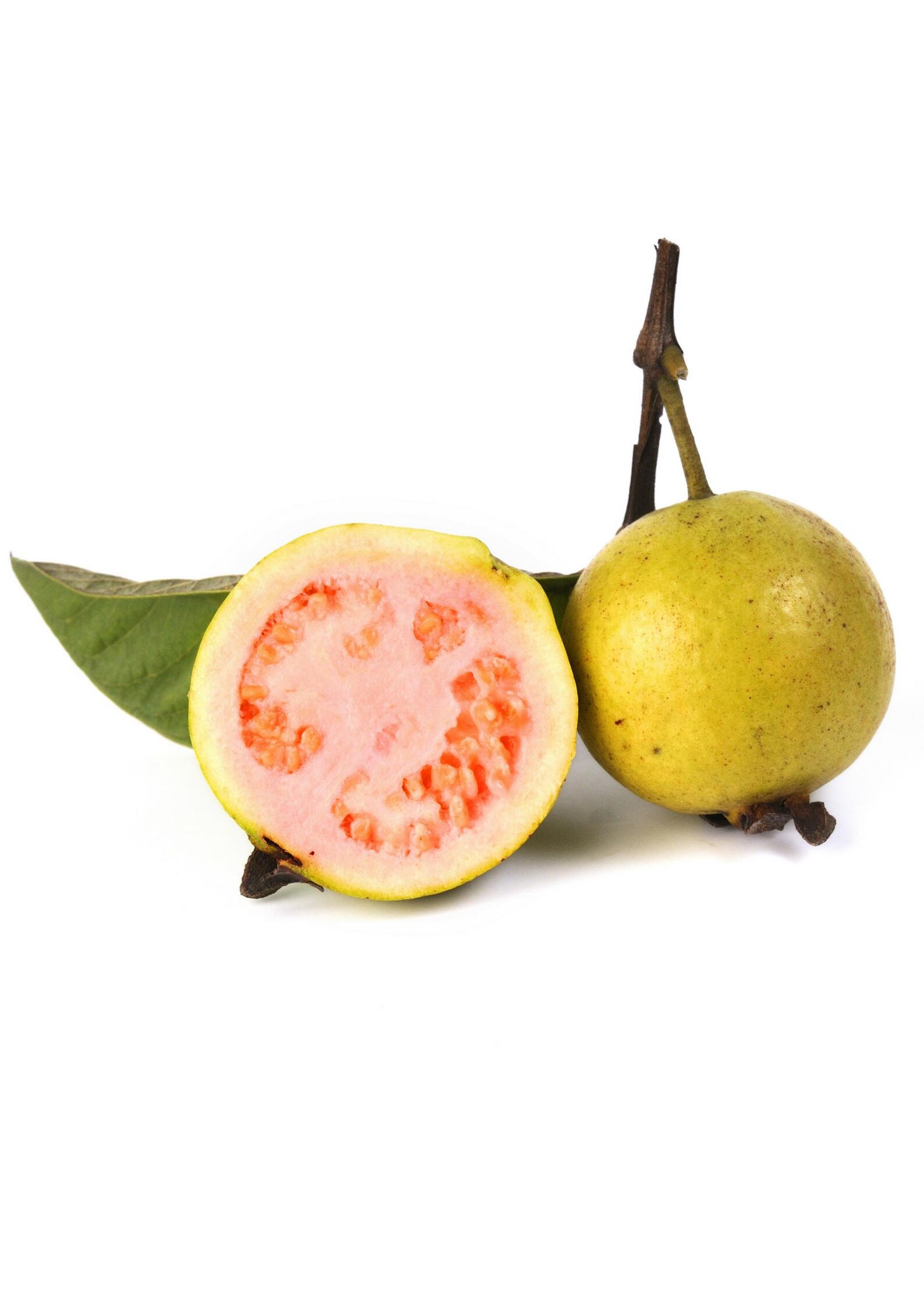 Guava, Wild Florida (psidium Guajava) - Etsy