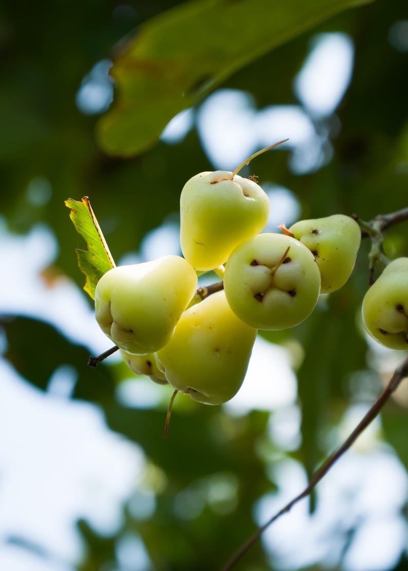 Wax Jambu, Green (syzygium Samarangense) - Etsy